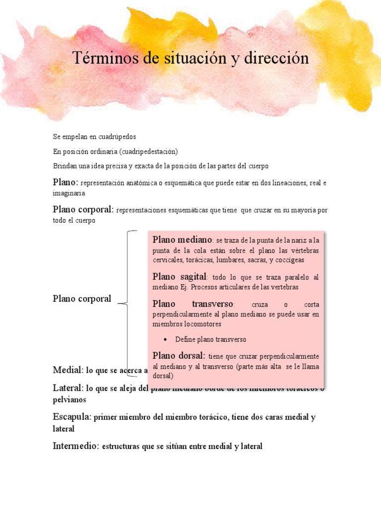 Términos de Posición y Dirección Anatómica | PDF | Términos anatómicos ...