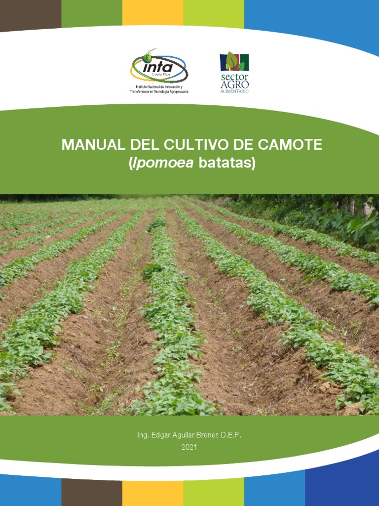 Manual técnico del cultivo de camote | PDF | Batata | Tallo de la planta