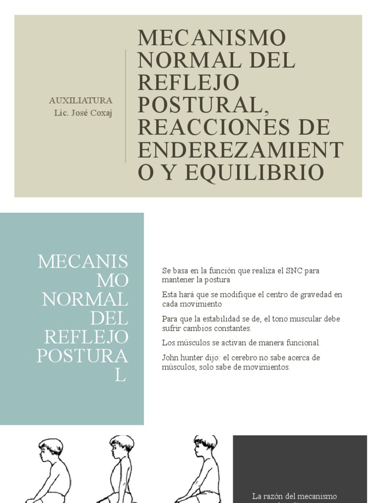 Mecanismo Normal Del Reflejo Postural, Reacciones de | PDF | Músculo