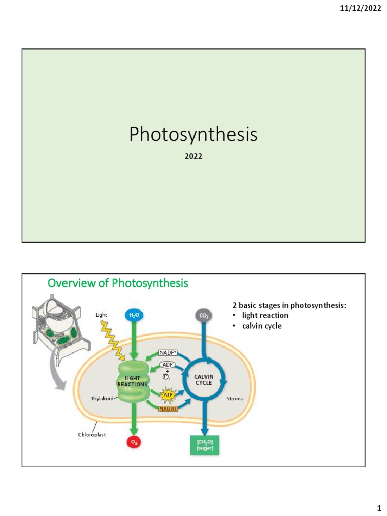 Photosynthesis | PDF | Photosynthesis | Chlorophyll