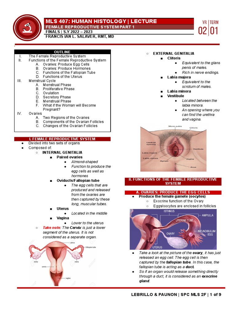 Female Reproductive System Part 1 - SPC MLS1 - Histo Lec | Download Free PDF | Menstrual Cycle ...
