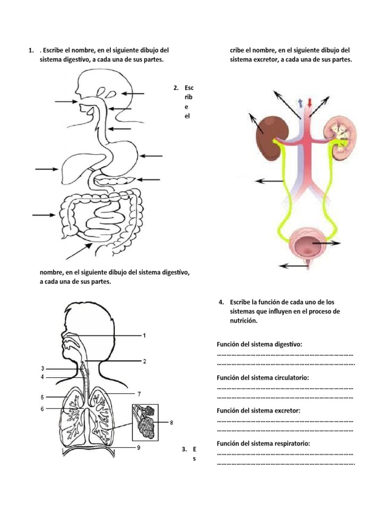 Sistemas Del Cuerpo Examen 4to | PDF