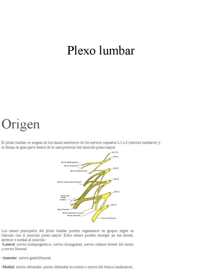 Plexo Lumbar | PDF | Sistema musculoesquelético | Extremidades (anatomía)