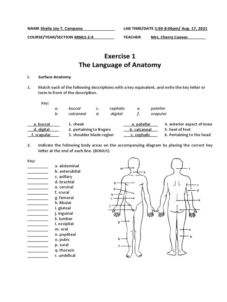 Anatomy and Physiology Lab Exercises | PDF