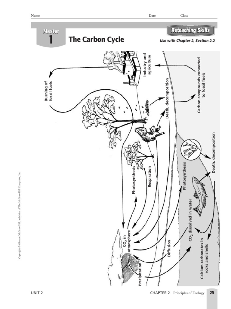 Carbon Cycle Worksheet | Download Free PDF | Carbon Cycle | Carbon Dioxide