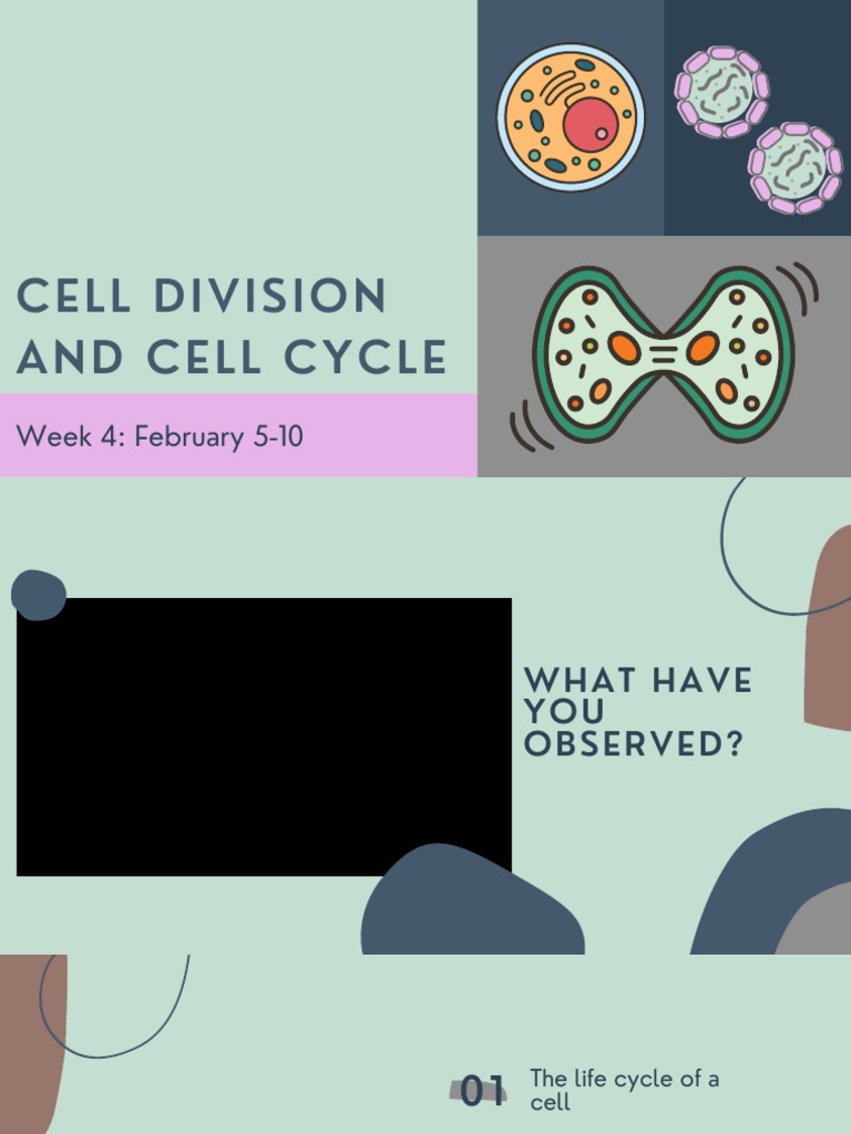 Cell Division and Cell Cycle | PDF | Mitosis | Chromosome