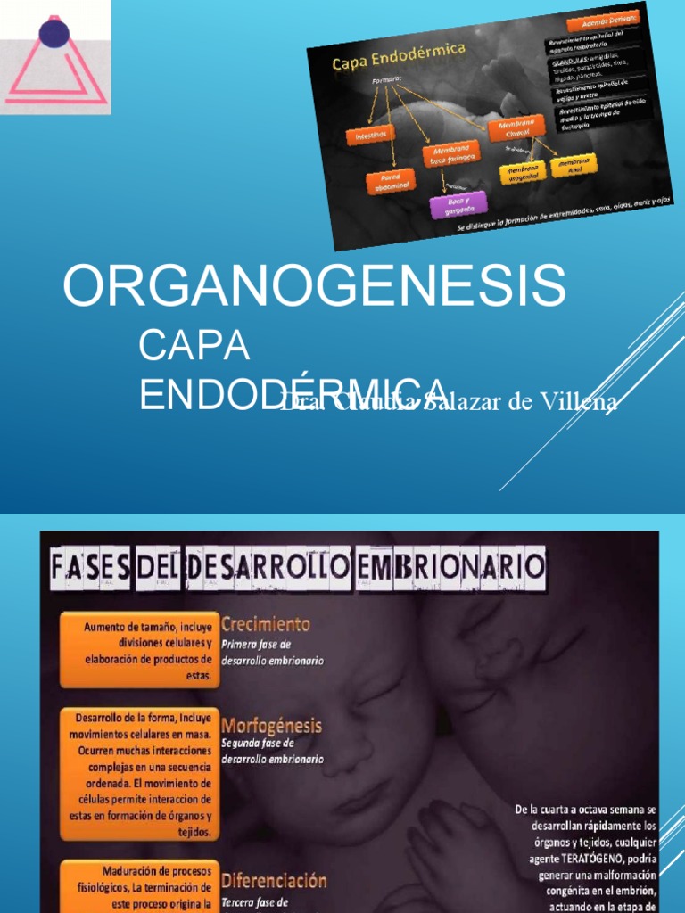 ORGANOGENESIS | PDF | Tracto gastrointestinal | Embrión