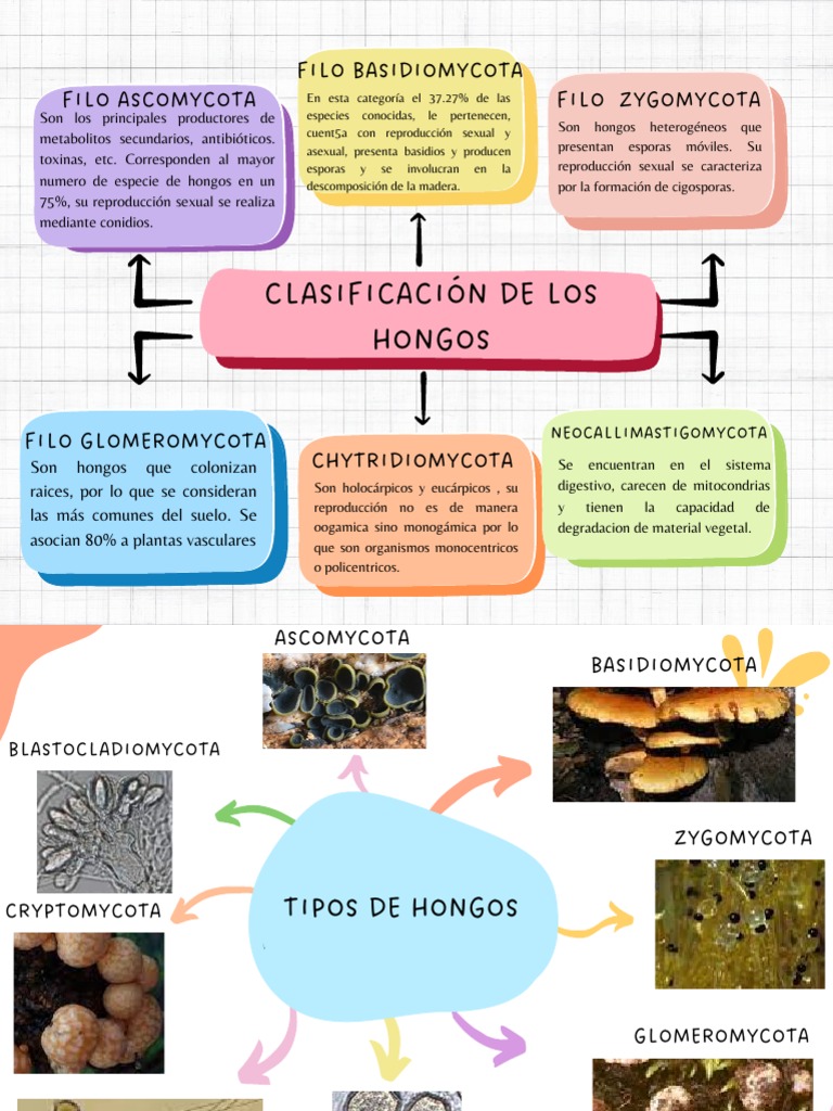 Clasificación de Los Hongos | PDF