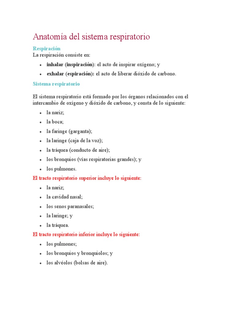 Anatomía Del Sistema Respiratorio Pdf