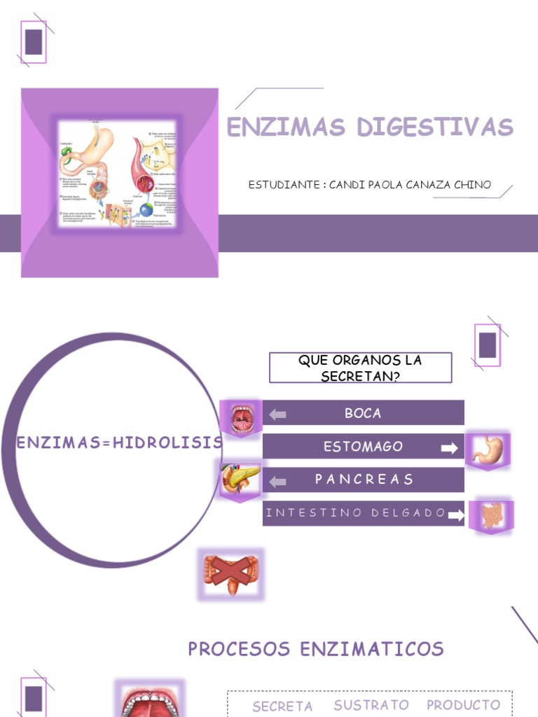 Enzimas Digestivas | PDF | Nucleótidos | Triglicéridos