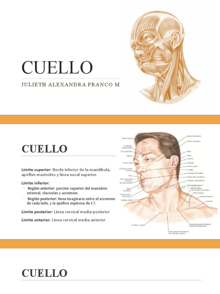 Cuello | PDF | Anatomía humana | Cabeza y cuello humanos