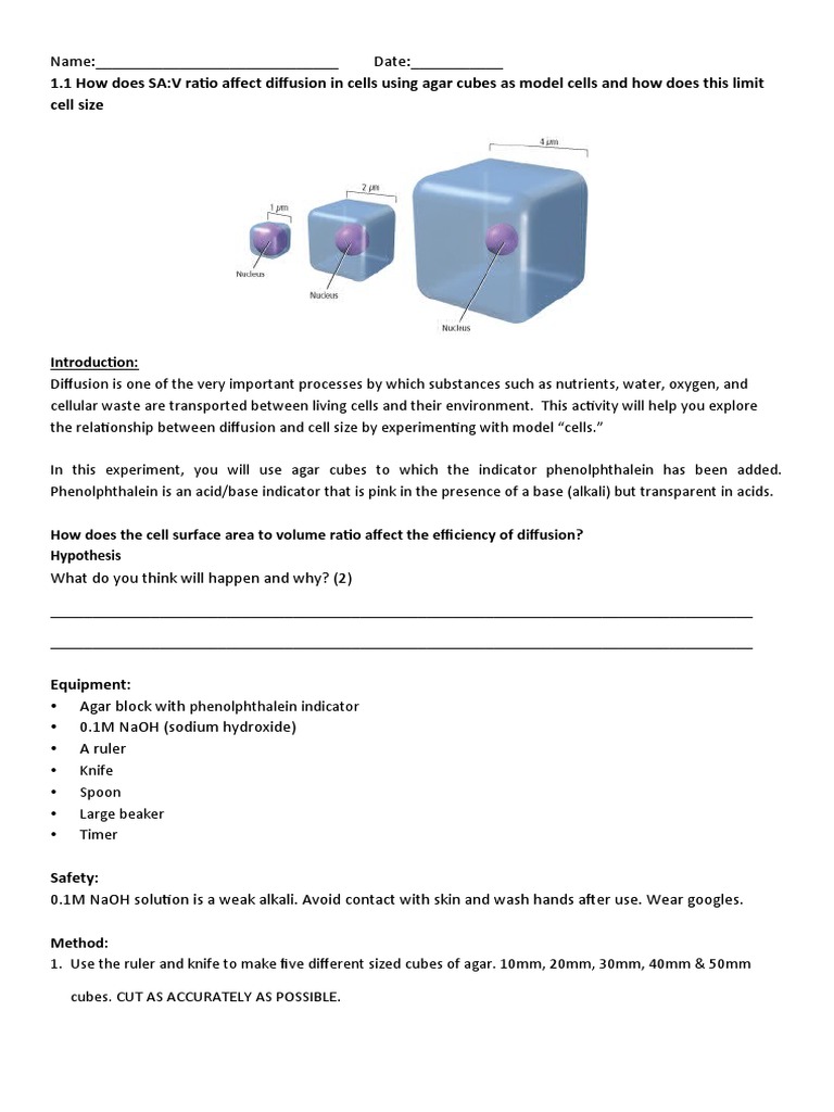 Agar Cube Diffusion and SA:V Ratio | PDF | Sodium Hydroxide | Volume