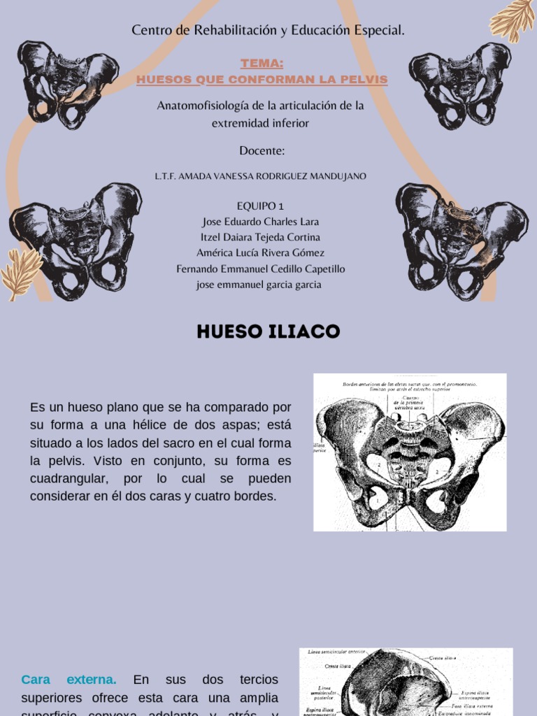 Pelvis, Sacro, Cóccis | PDF | Pelvis | Vértebra