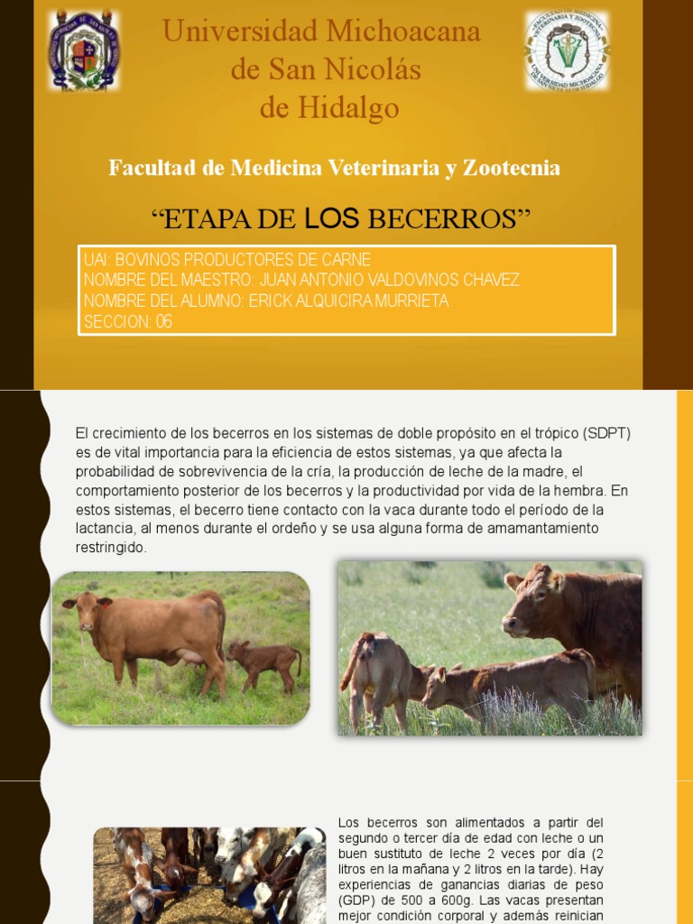 Crecimiento y manejo de becerros en bovinos | PDF | Vacas | Ántrax