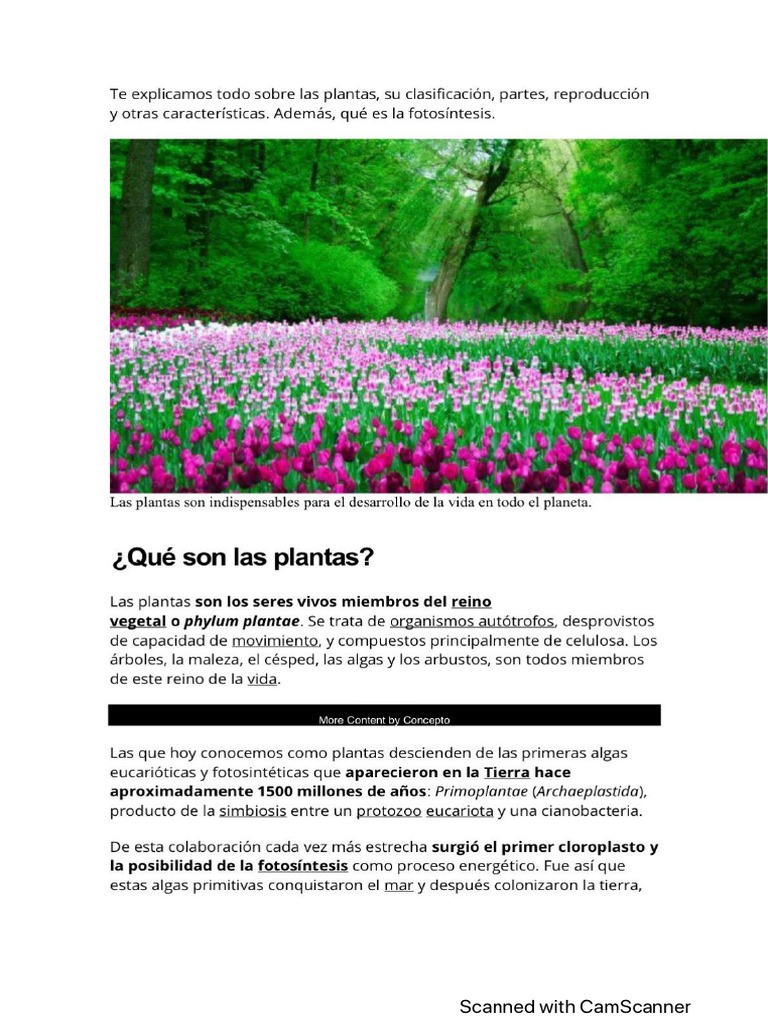 Todo Sobre Las Plantas | PDF