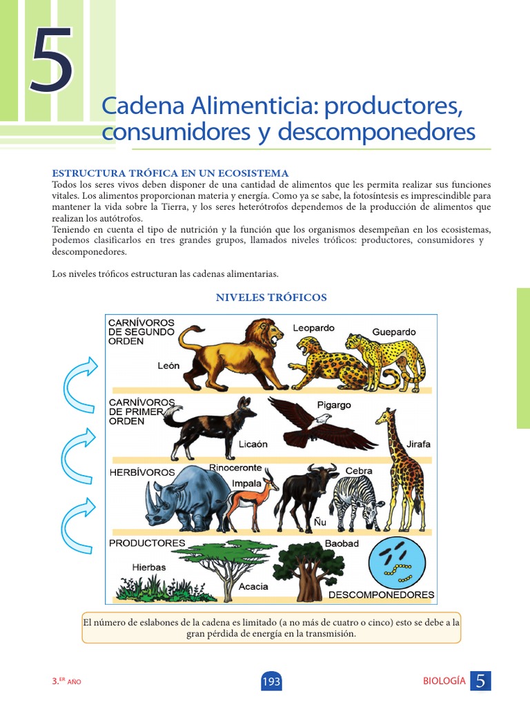 Cadena Alimenticia - Productores, Consumidores y Descomponedores PDF ...