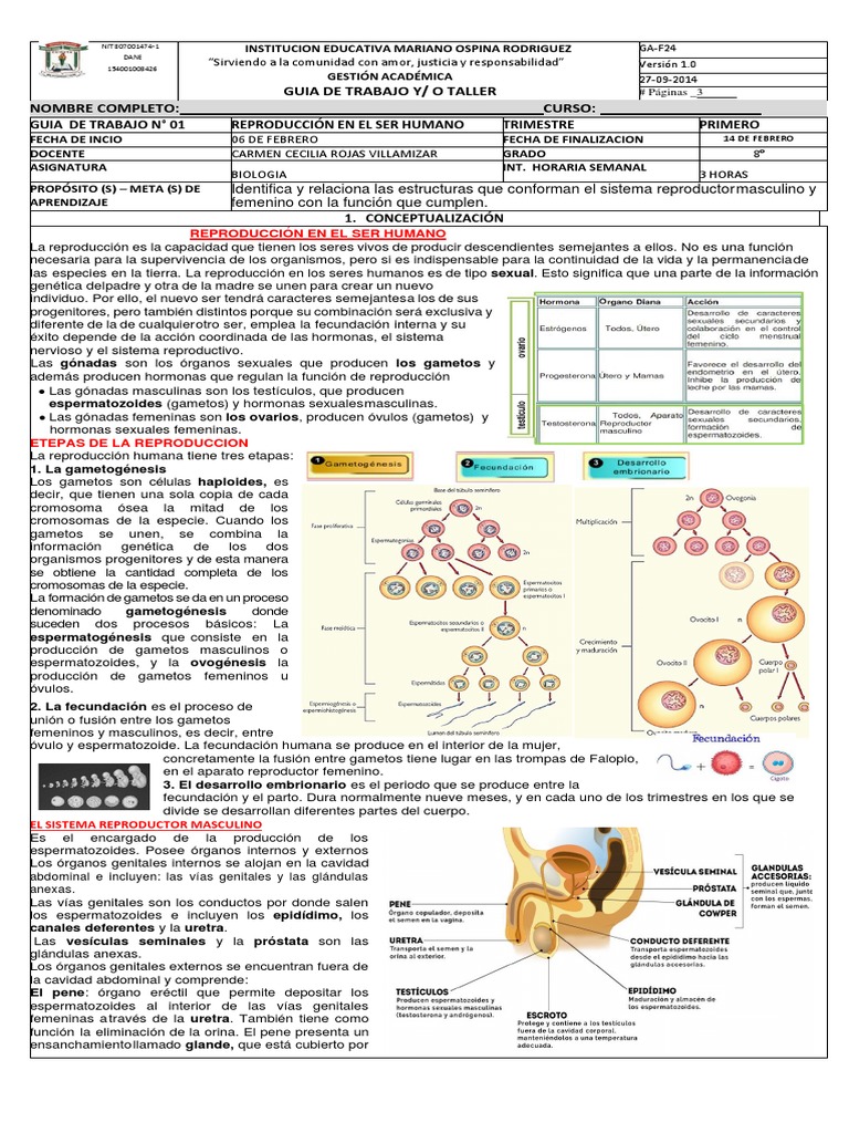 Guia 1 Repro 1677104219 | PDF | Sistema reproductivo | Ciclo menstrual