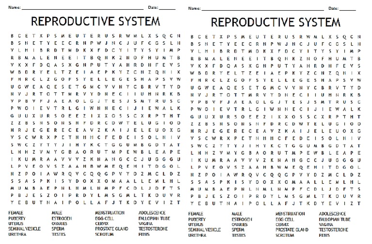 Word Search (Reproductive System) | PDF