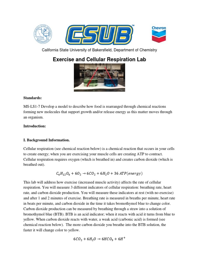 Exercise and Cellular Respiration Lab: Standards | PDF | Cellular ...