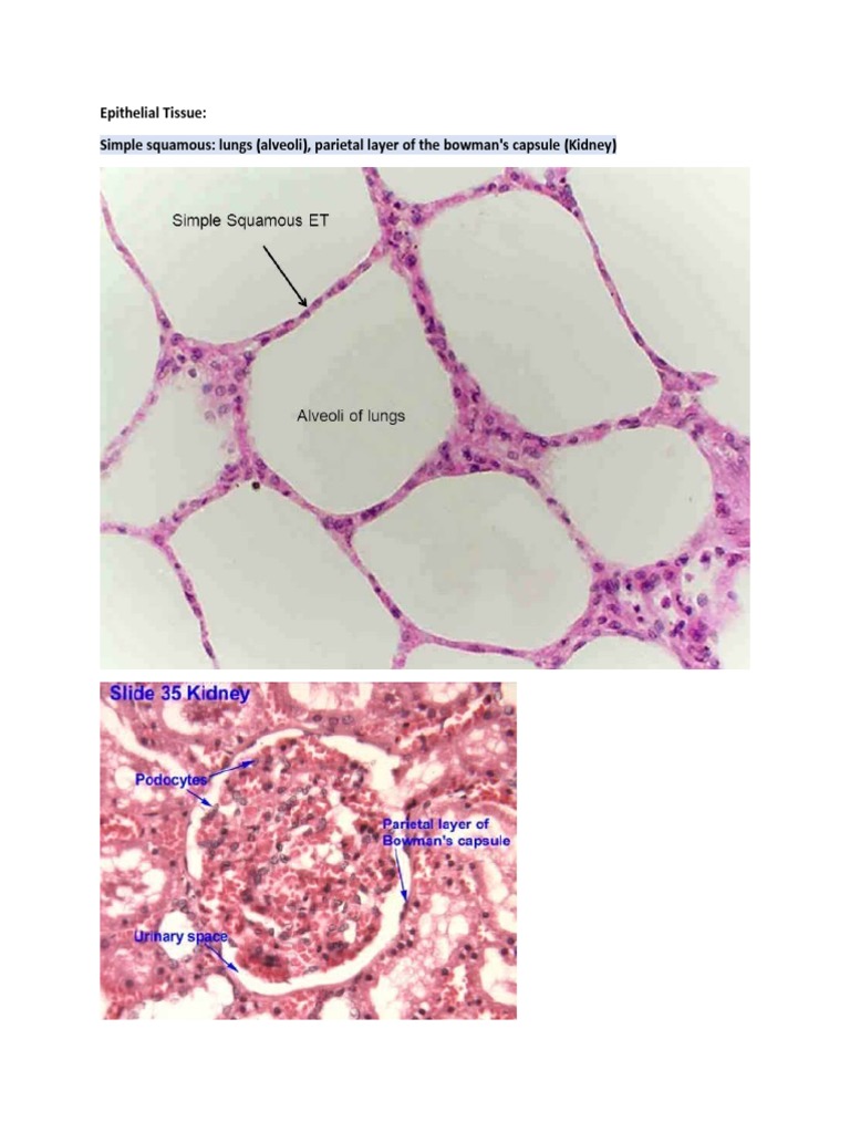Epithelial, Connective, Muscle & Tissue Structures | PDF | Epithelium ...