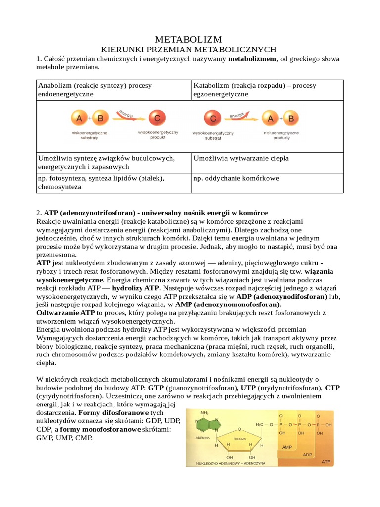 Metabolizm I Enzymy | PDF