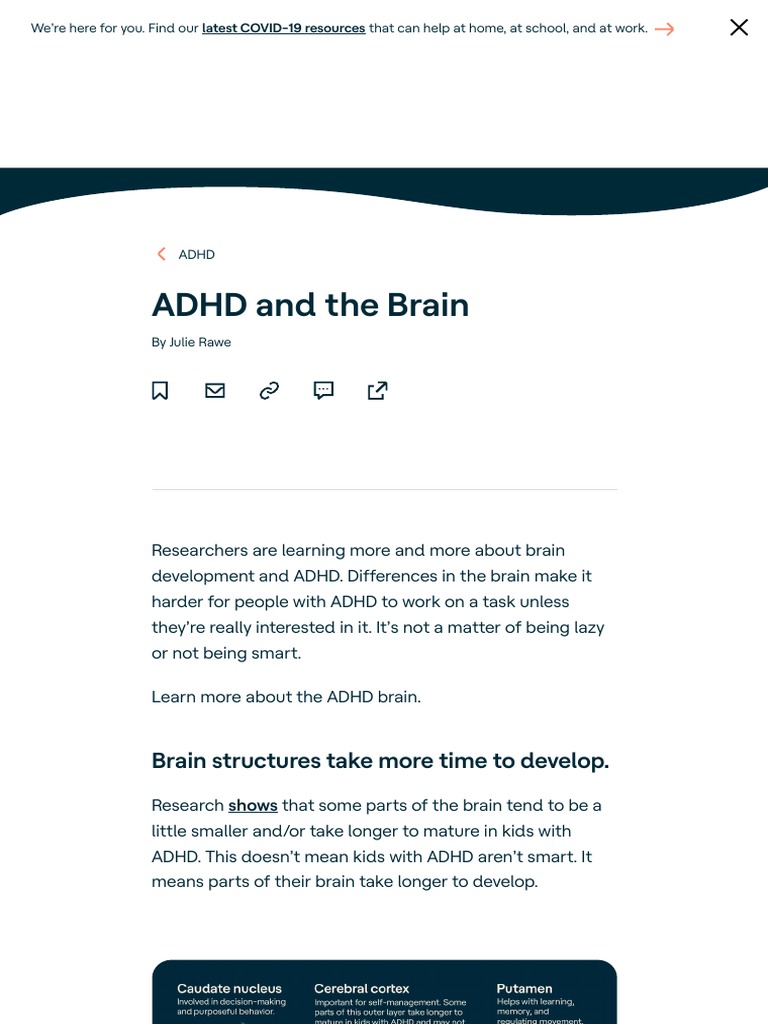 The ADHD Brain | PDF | Neuron | Neurotransmitter
