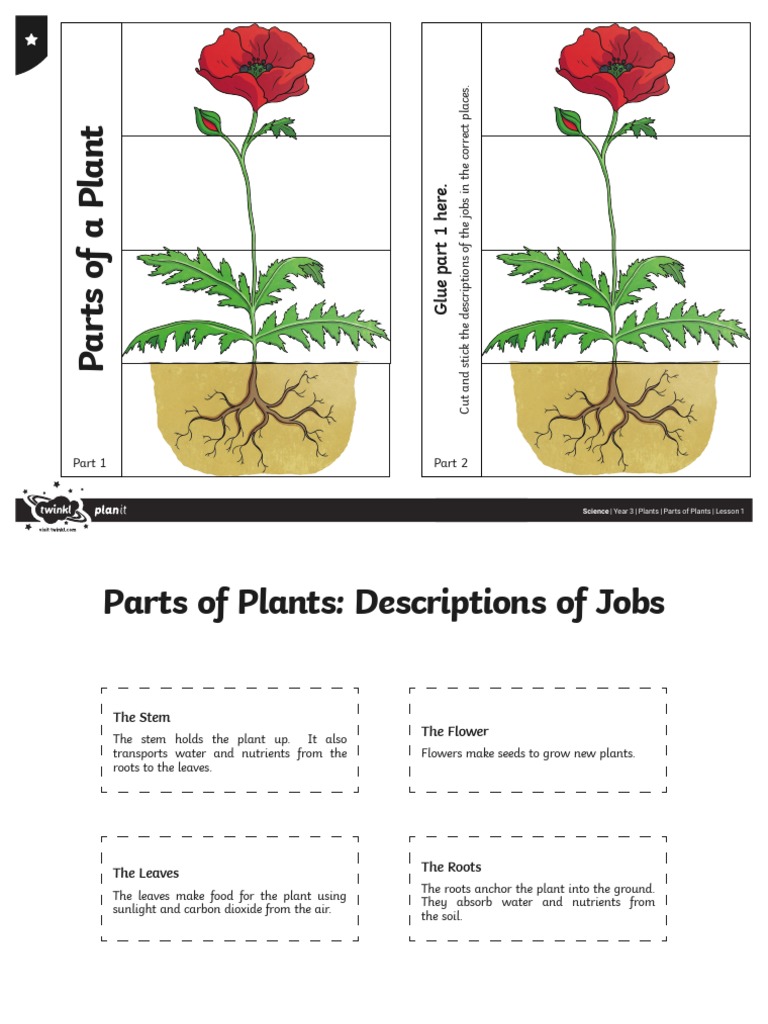 Parts of Plants: Year 3 Worksheet | PDF | Plants | Root