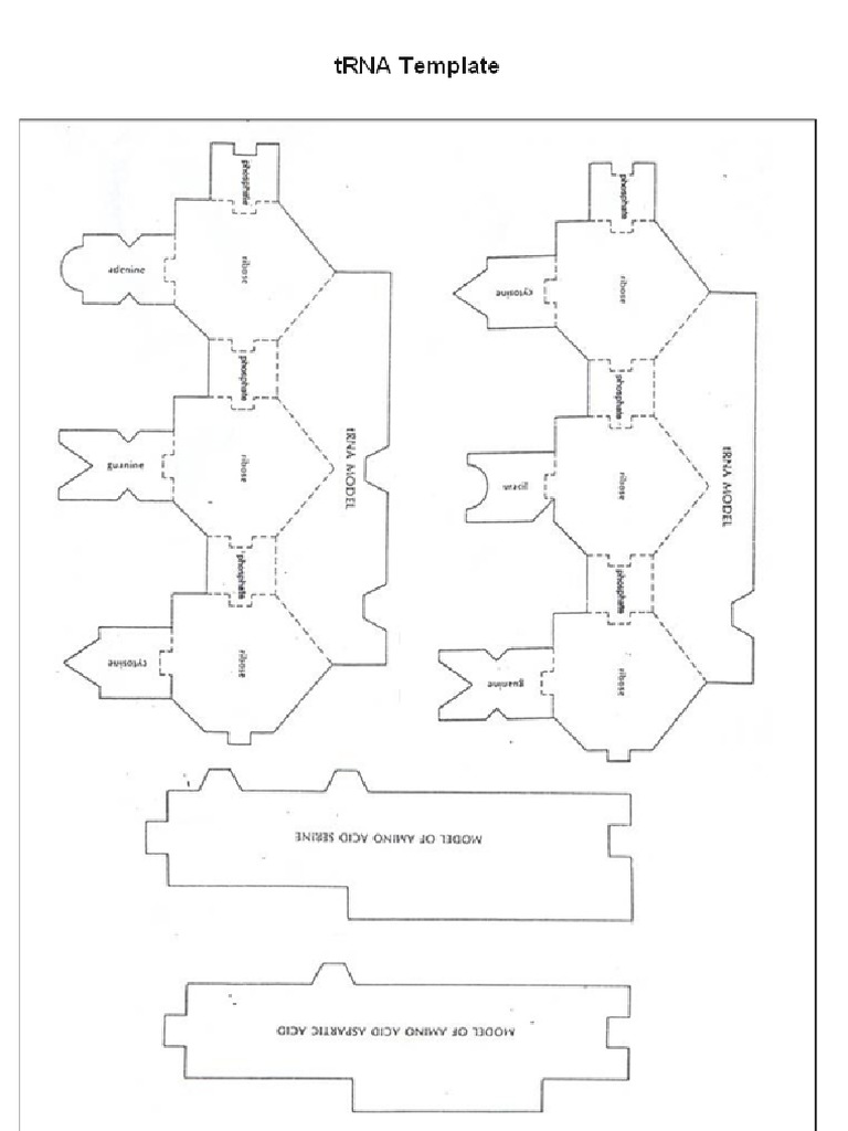 Acitivity Scienve Trna Template | PDF