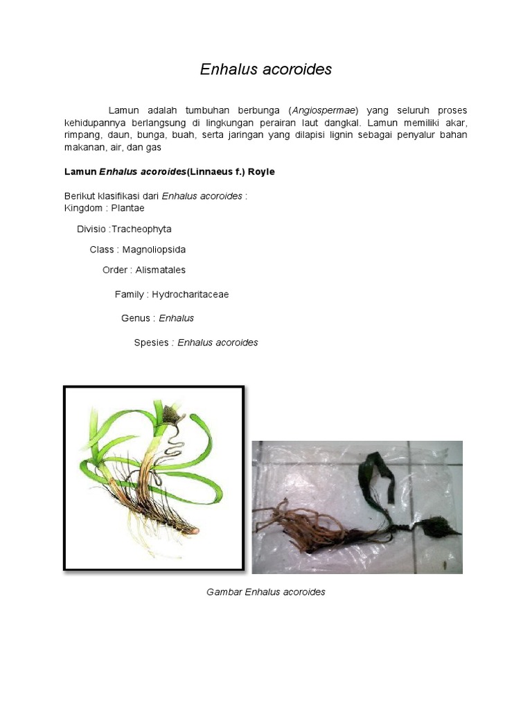 Enhalus Acoroides | PDF