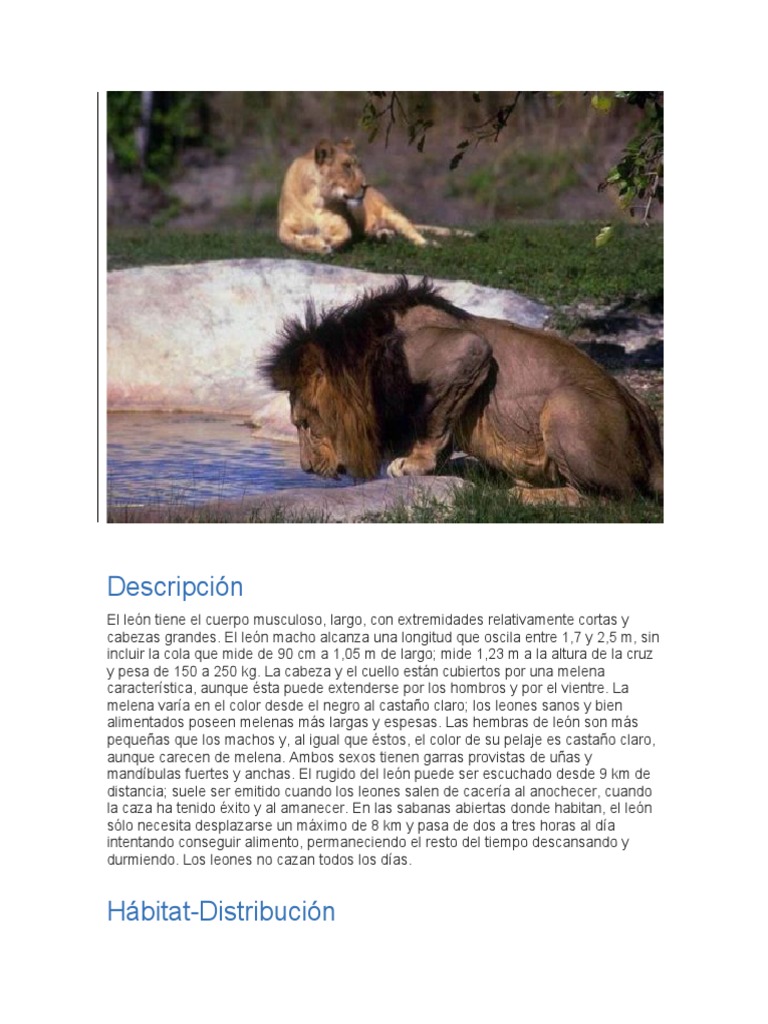 Descripción del león y su hábitat | PDF | León | Panthera