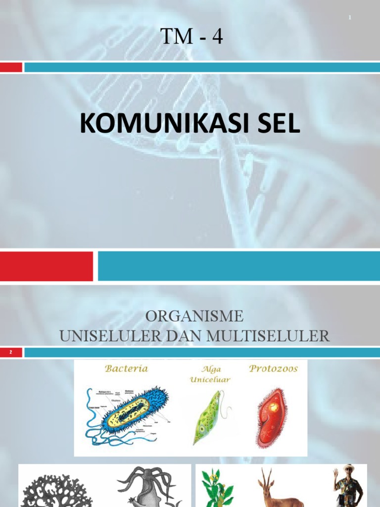 TM 7. Komunikasi Sel.pptx | PDF