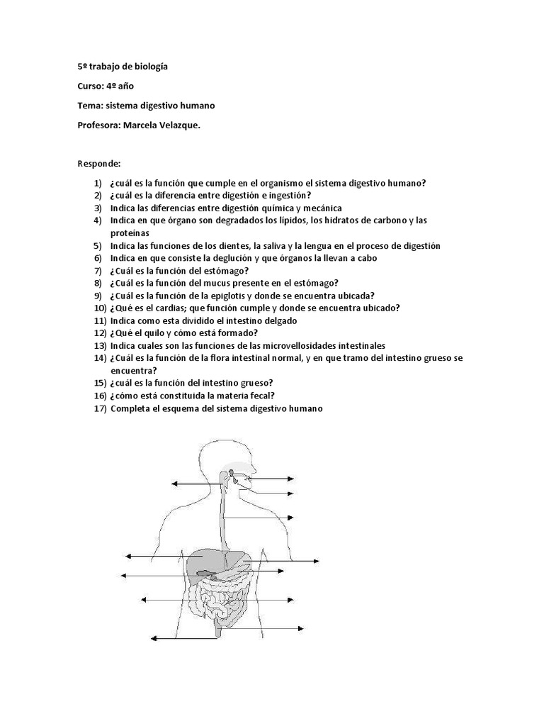 Funciones Y Estructura Del Sistema Digestivo Pdf Ciencia Y Matemáticas
