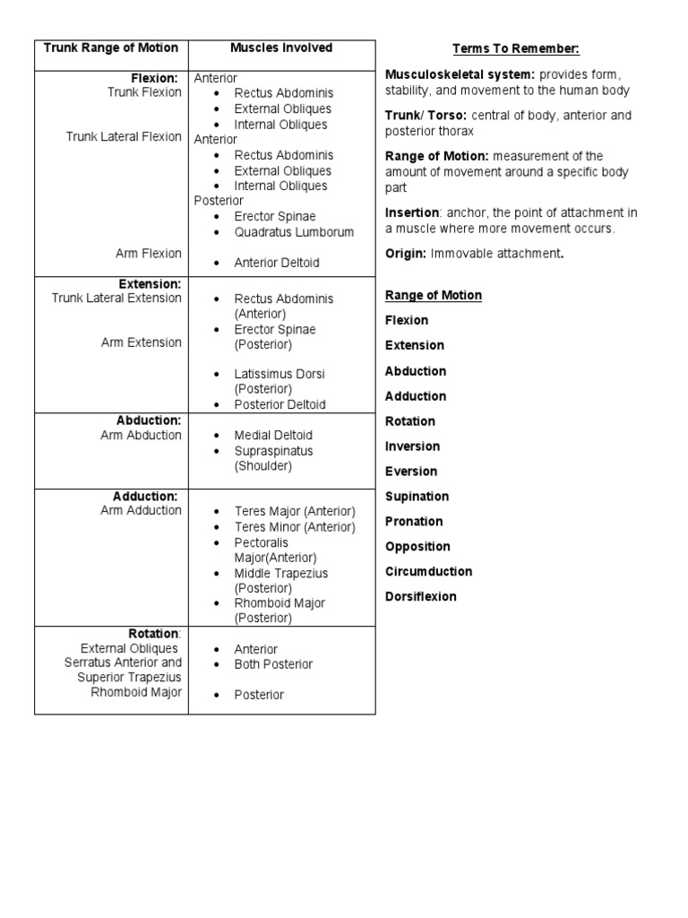 Trunk Range of Motion Muscles | PDF | Anatomical Terms Of Motion | Vertebra