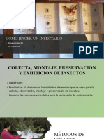 Caja Entomológica | PDF | Insectos | Papel