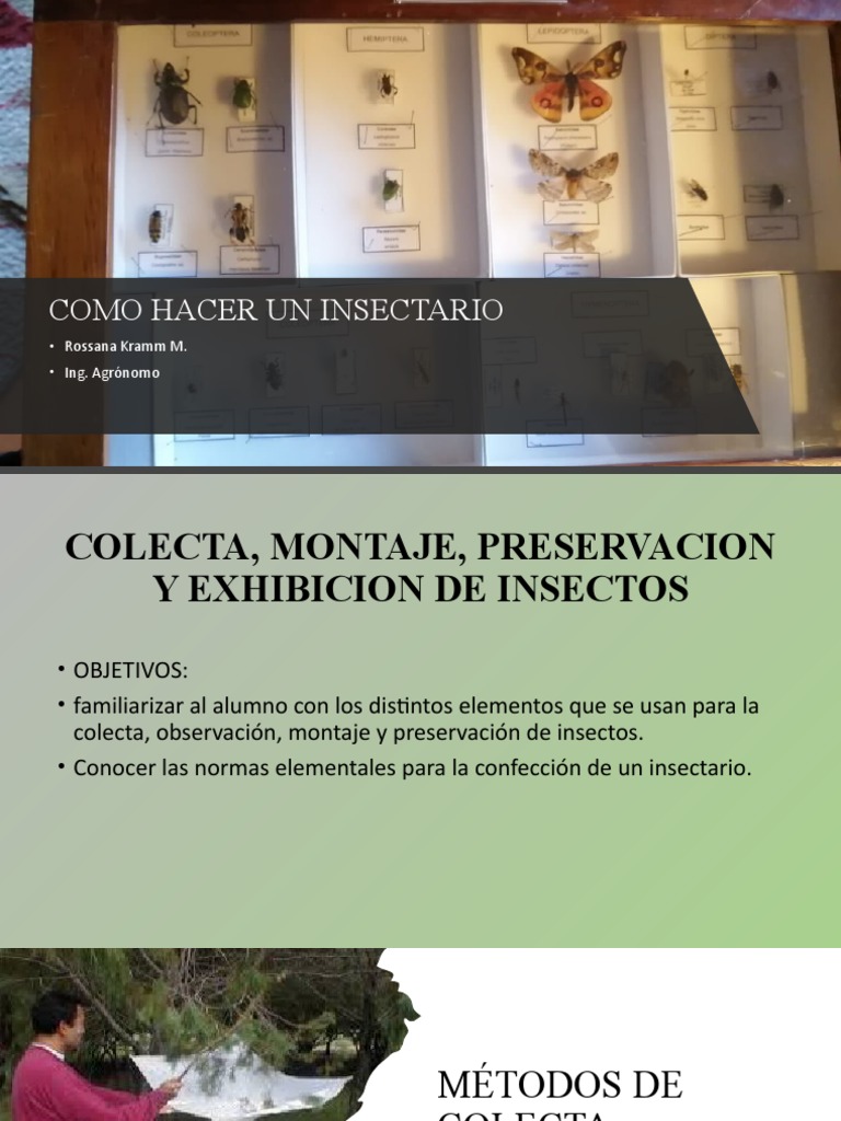 Como Hacer Un Insectario | PDF | Insectos