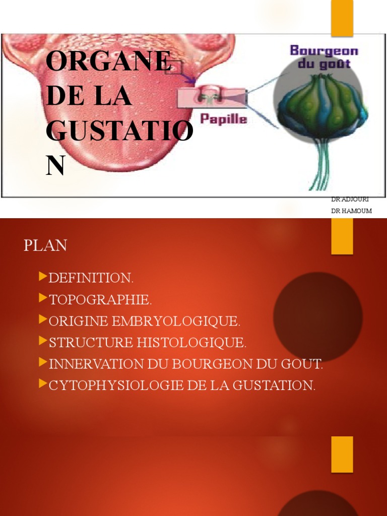 7 - Organe de La Gustation | PDF | Goût | Nerf