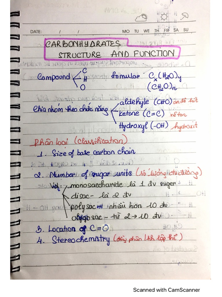 Carbohydrate Structure and Function | PDF