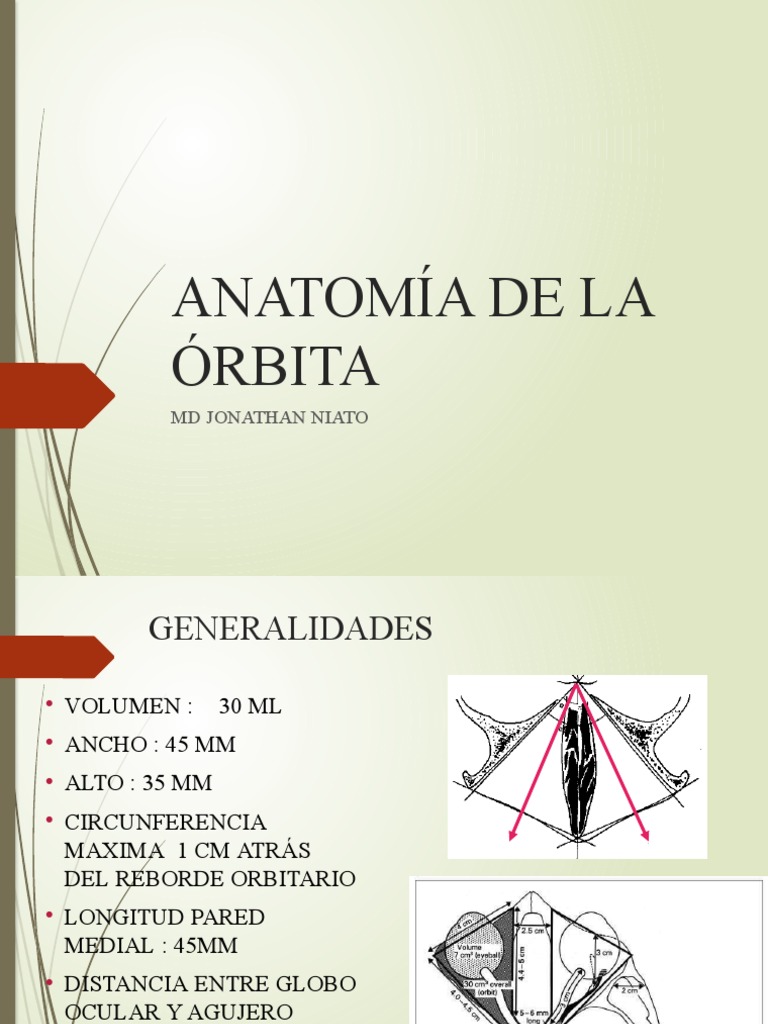 Anatomía de la Órbita: Estructura y Función | PDF | Salud y bienestar ...