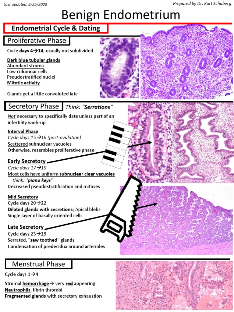 Benign Endometrium | PDF | Medical Specialties | Gynaecology