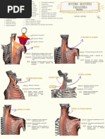 Anatomia do Úmero: Estruturas e Músculos | PDF | Sistema Locomotor ...