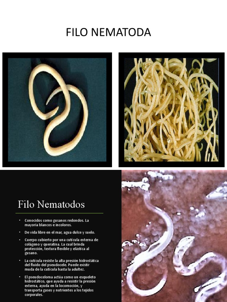 Características de los Nematodos | PDF | Nematodo | Boca