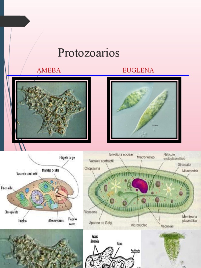 Tipos y Características de Protozoarios | PDF | Ciencias sociales ...
