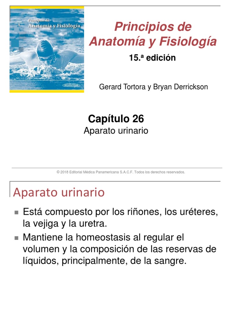 Aparato Urinario Tortora | PDF | Riñón | Sistema urinario