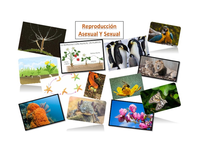 Act. 1 Collage Tipos de Reproduccion | PDF