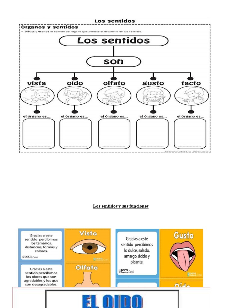 Explorando los sentidos: Una mirada al oído y su función auditiva | PDF