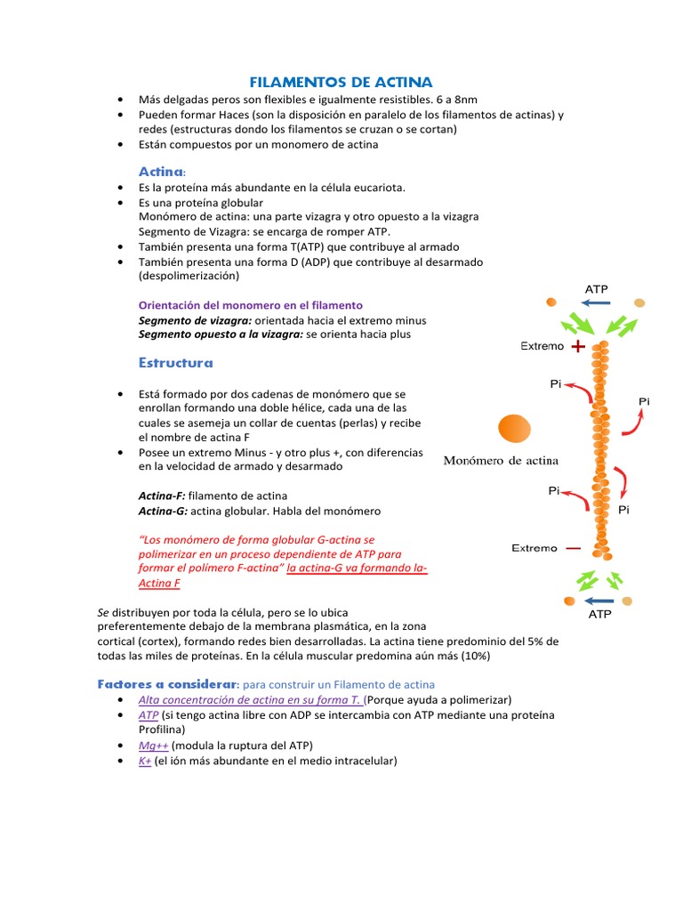 Estructura y Polimerización de Actina | PDF | Actina | Biomoléculas