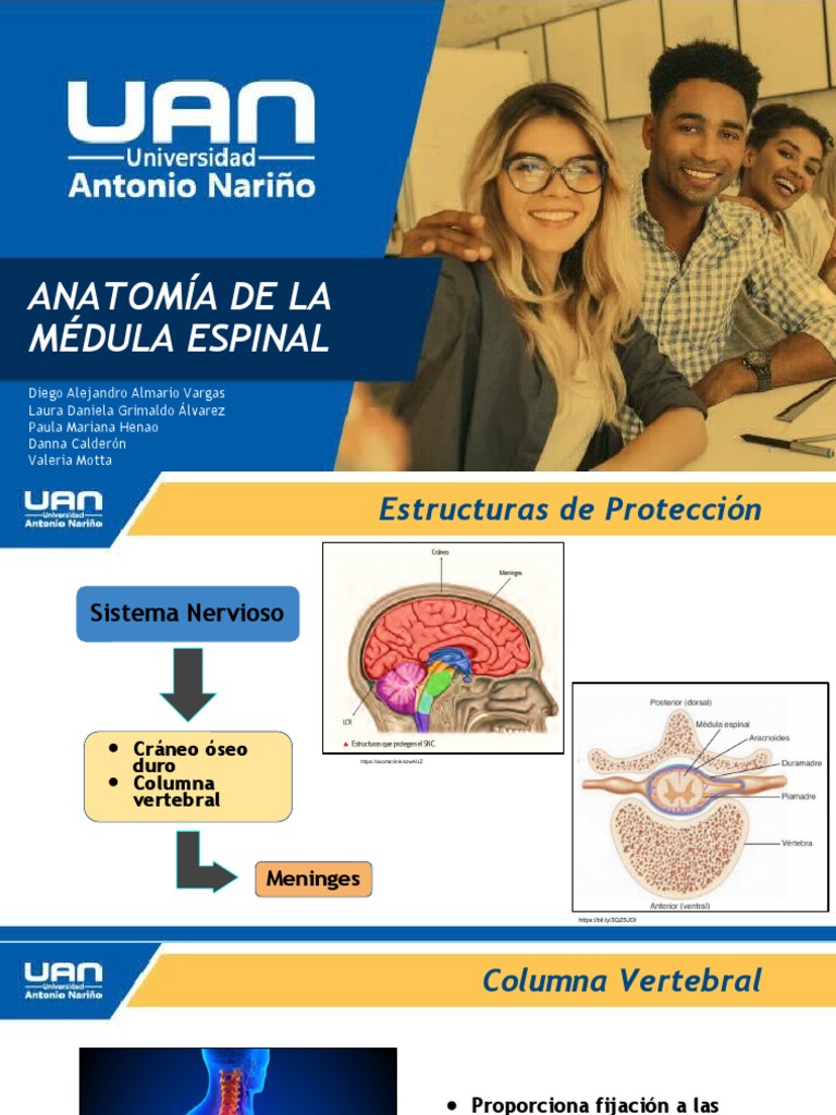 Anatomia De La Medula Espinal Pdf Médula Espinal Nervio