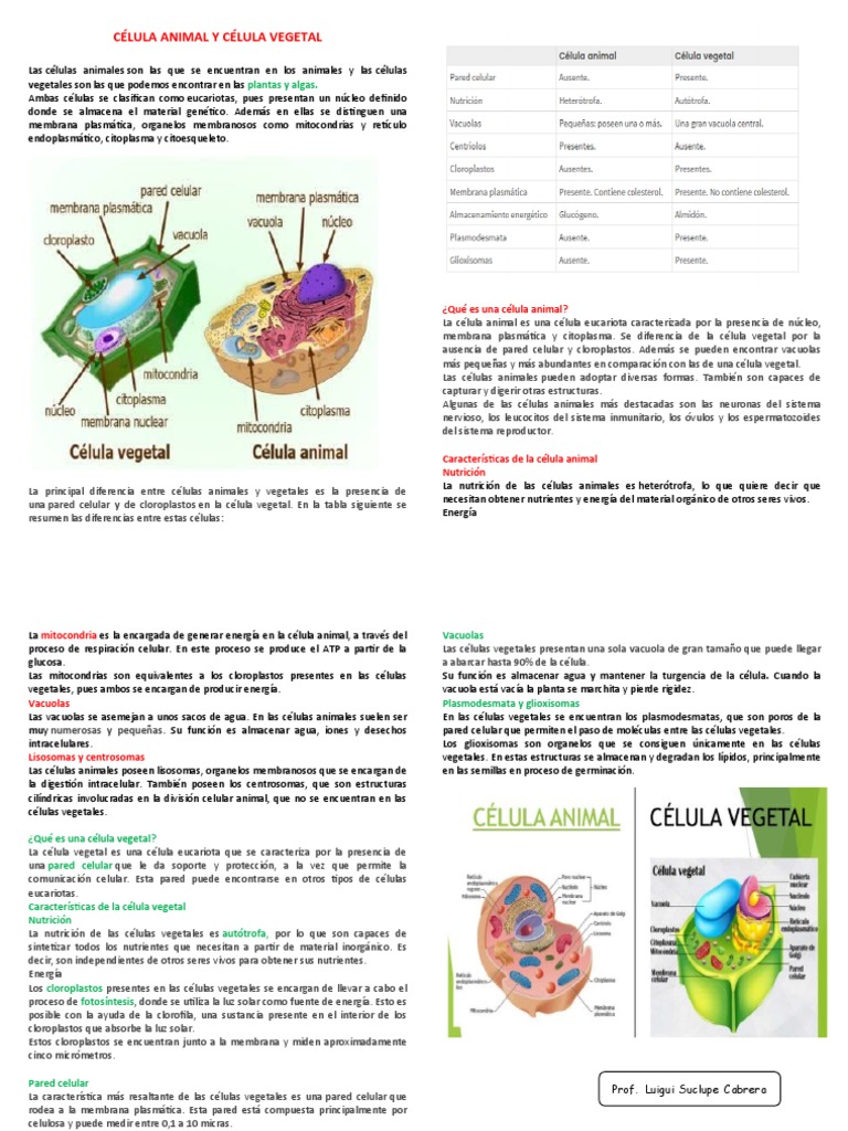 CÉLULA ANIMAL Y CÉLULA VEGETAL | PDF | Plantas | Biología Celular)