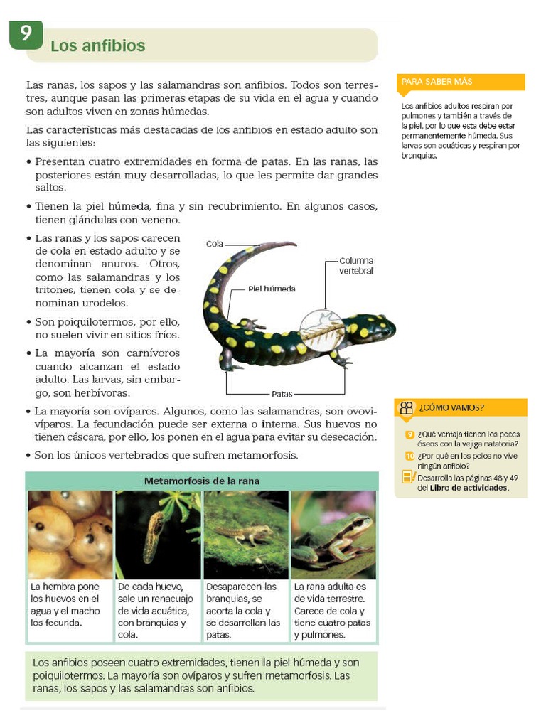 Material de Lectura - Anfibios y Reptiles - 05-09 | PDF
