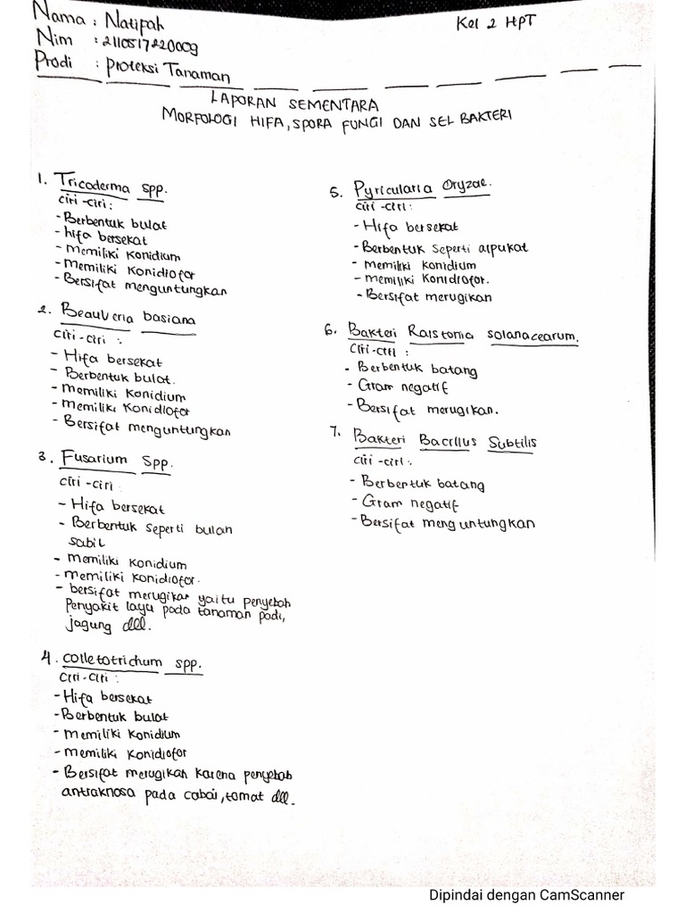 LS. Morfologi Hifa, Spora Fungi Dan Sel Bakteri. | PDF